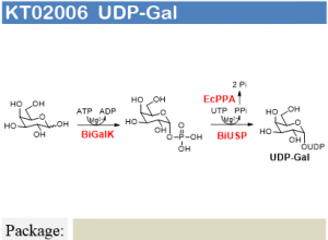 UDP-Galactose kit | Chemily Glycoscience