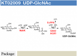 Sugar nucleotide kits protocols | Chemily Glycoscience